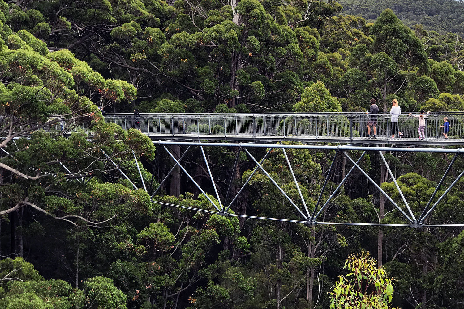 Tree Top Walk Archives - With Studio